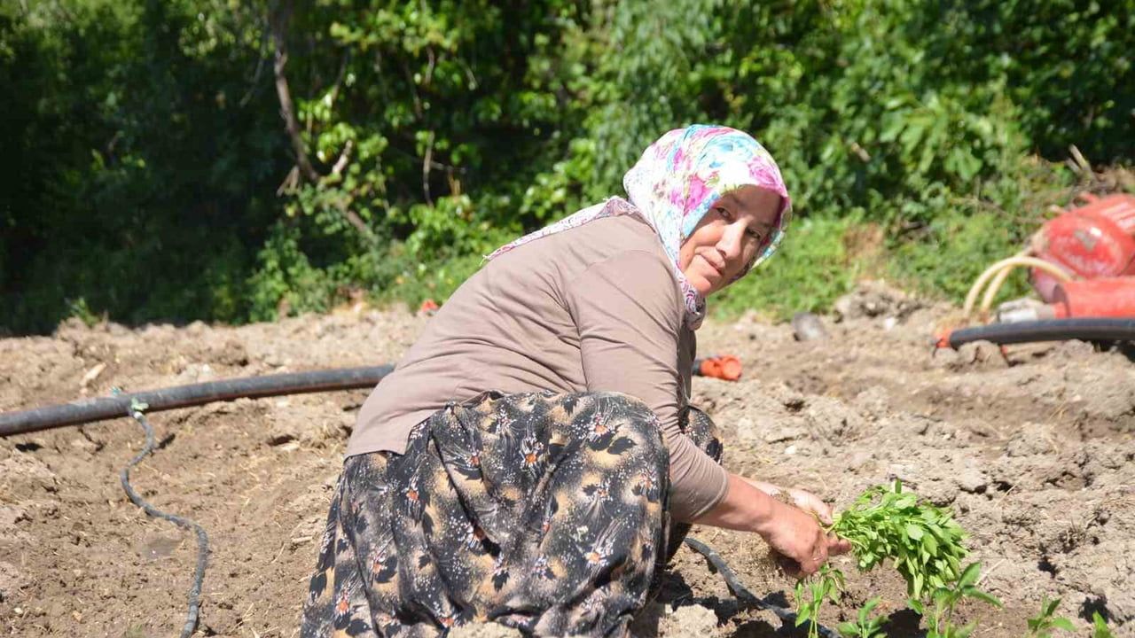 Çukurören'in 162 yıllık 'Ata Tohumu' Kırmızıbiberi: Fideler İmeceyle ...