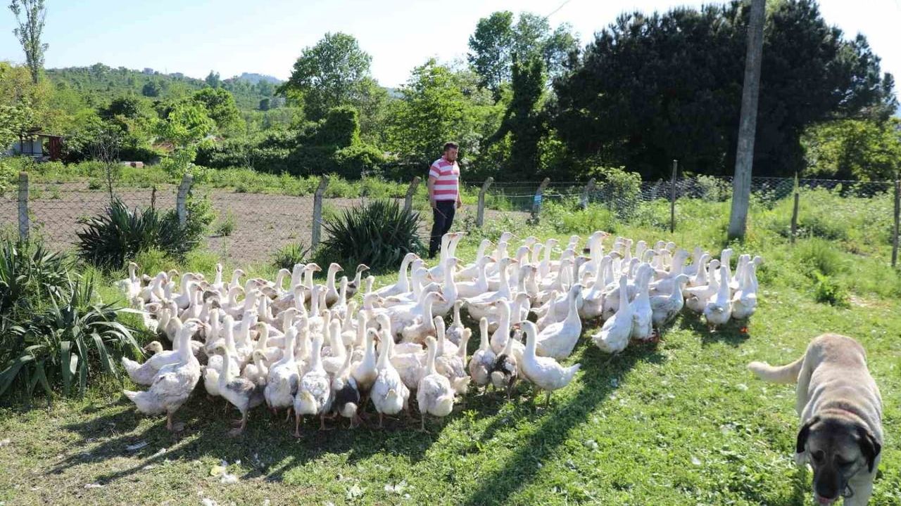 Ordu'da kaz yetiştiriciliği büyüyor: 20 kazla başlayıp 220 civcive ulaştı