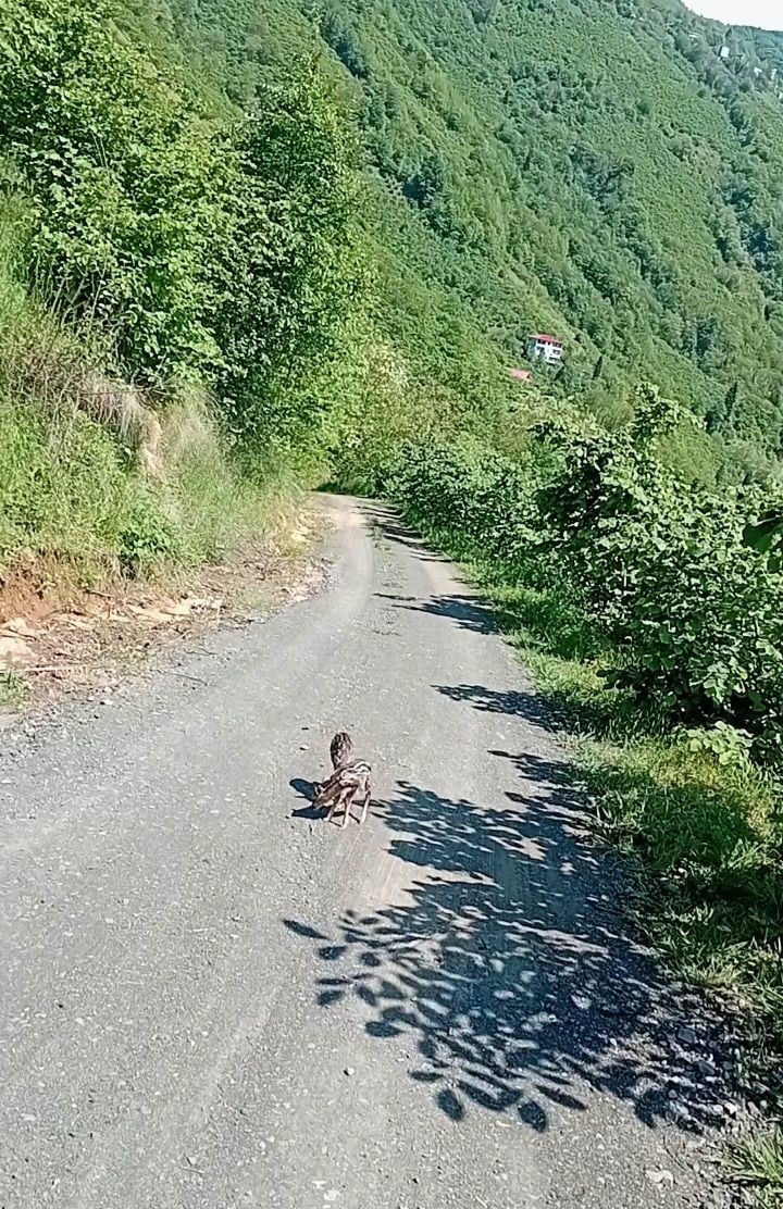 Trabzon Akçaabat’ta yolda karşılaşılan iki karaca yavrusuna 'Arçil' ve ...